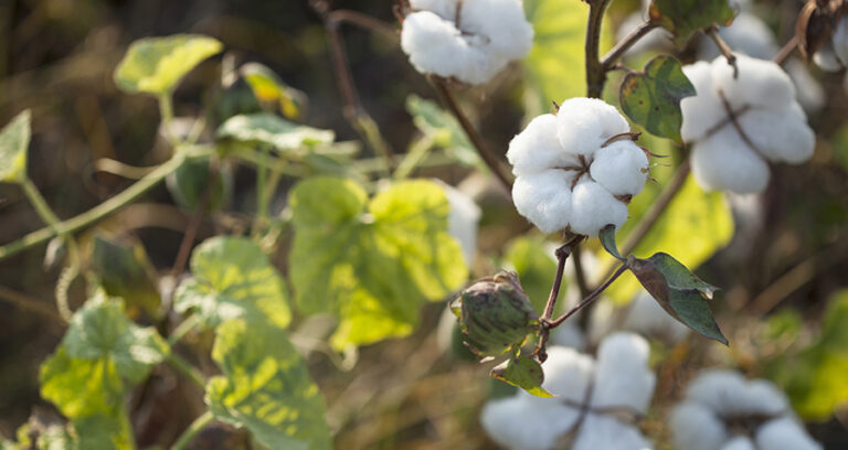 Crop Excellence® Cotton Defoliation Flyer - Crop Excellence