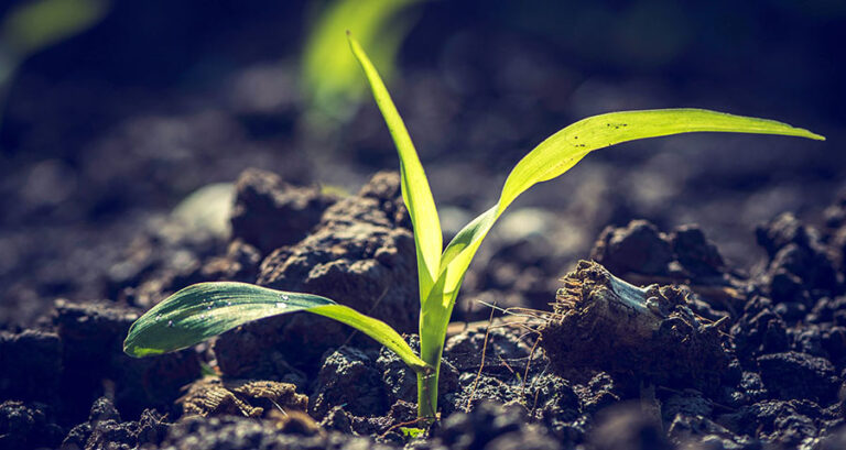 Roles of Nutrients in Corn - Crop Excellence