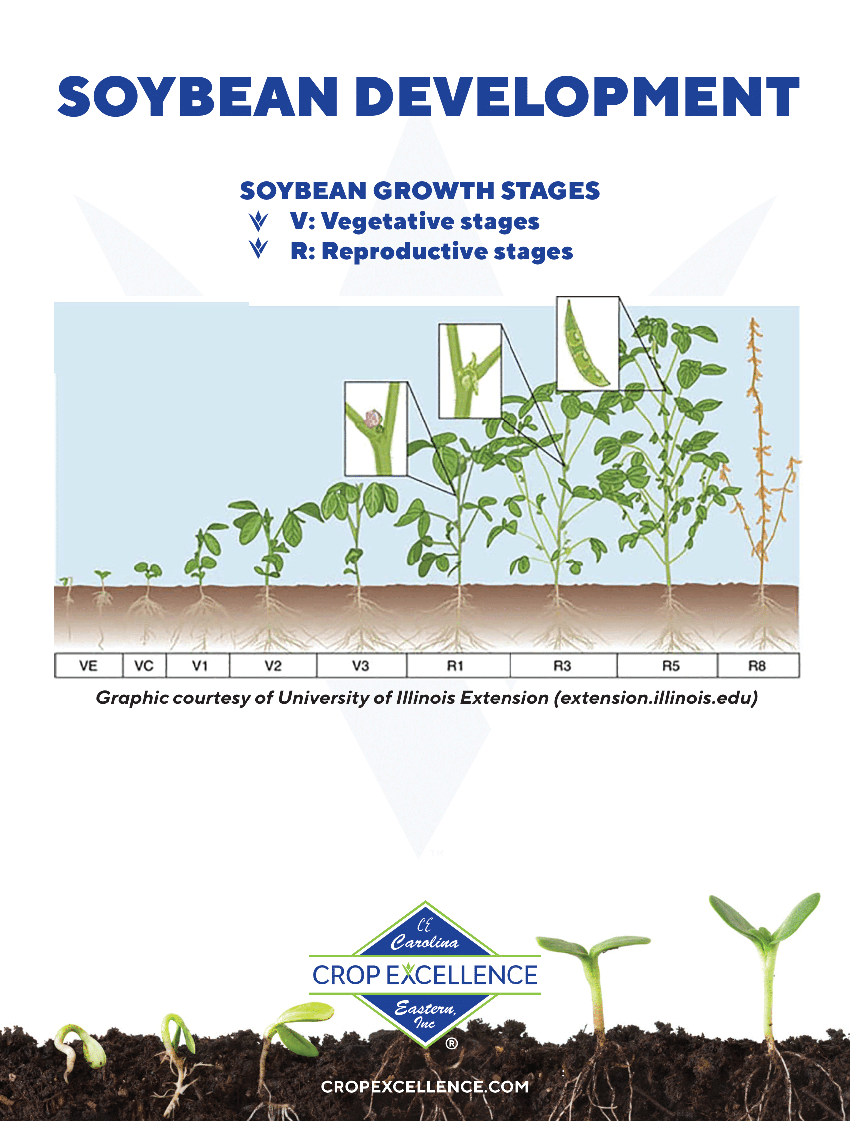 Roles of Nutrients in Soybeans - Crop Excellence