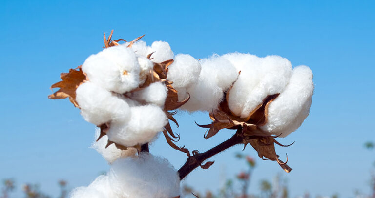 Cotton - season long fertility - Crop Excellence